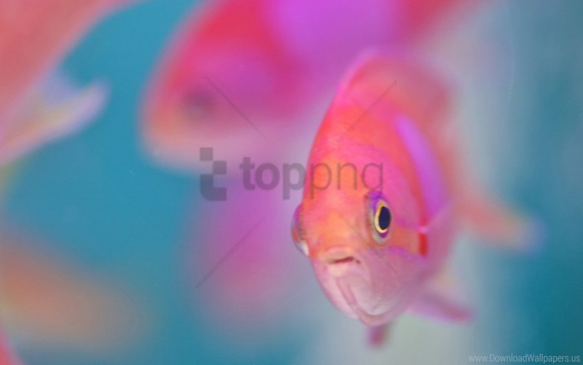Free download | HD PNG fish floating water wallpaper background best ...
