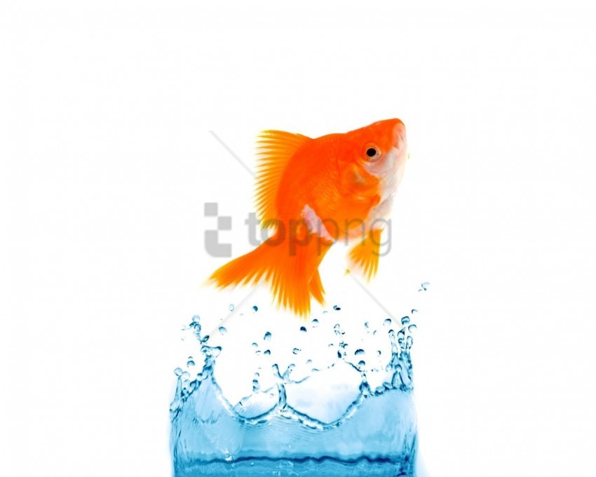 Free download | HD PNG fish jump splash wallpaper background best stock ...