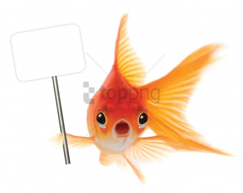 Free download | HD PNG fish poster sign white background wallpaper ...