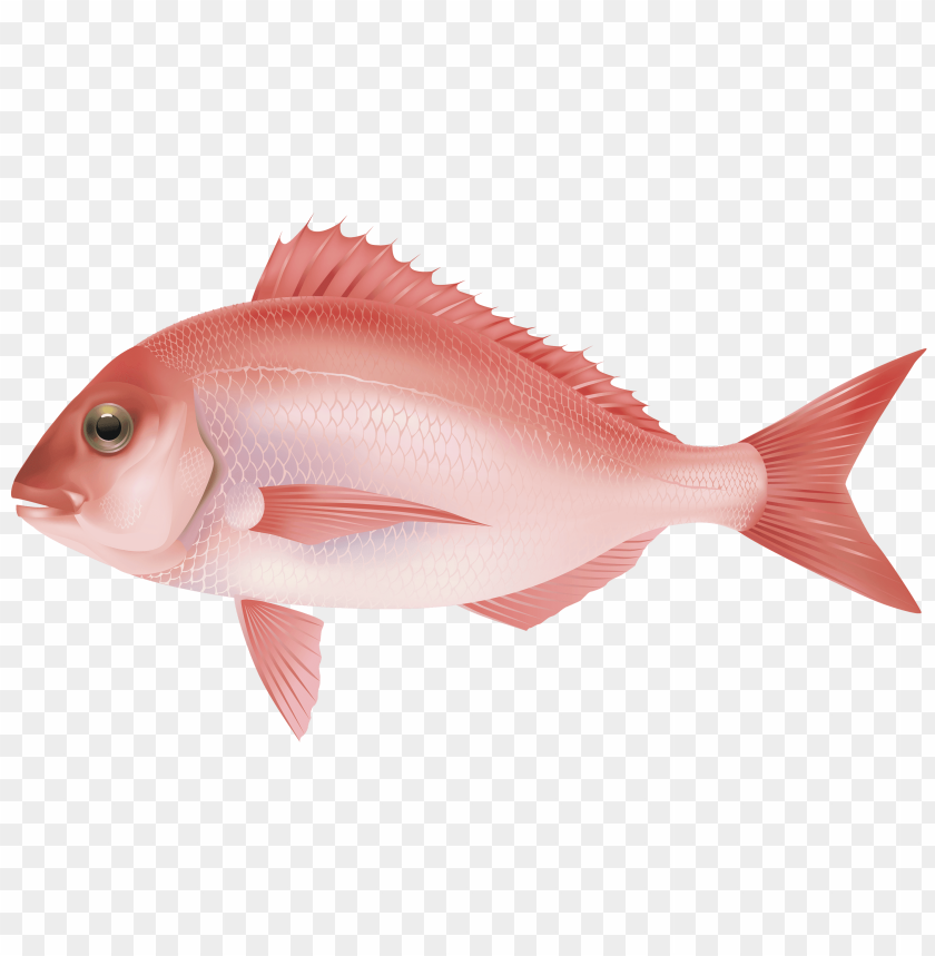 Free download | HD PNG fish rose | TOPpng