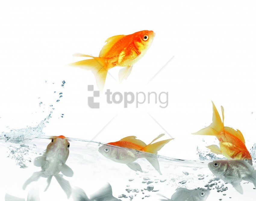Free download | HD PNG fish traffic water white background wallpaper ...