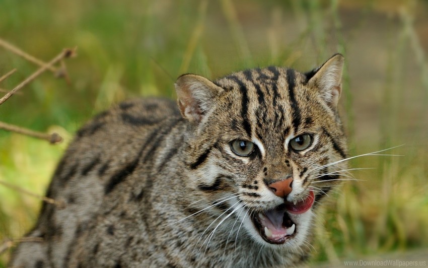 Free download | HD PNG fishing cats predator wild cats wallpaper ...