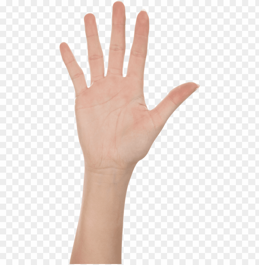 Free download | HD PNG Transparent background PNG image of five finger ...