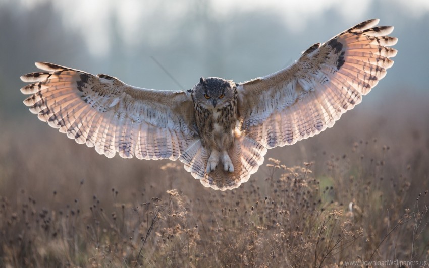 Free download | HD PNG flap flying grass owl wings wallpaper background ...