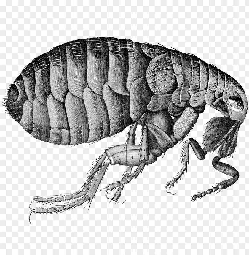 Free download | HD PNG realistic flea clipart with details clipart png ...