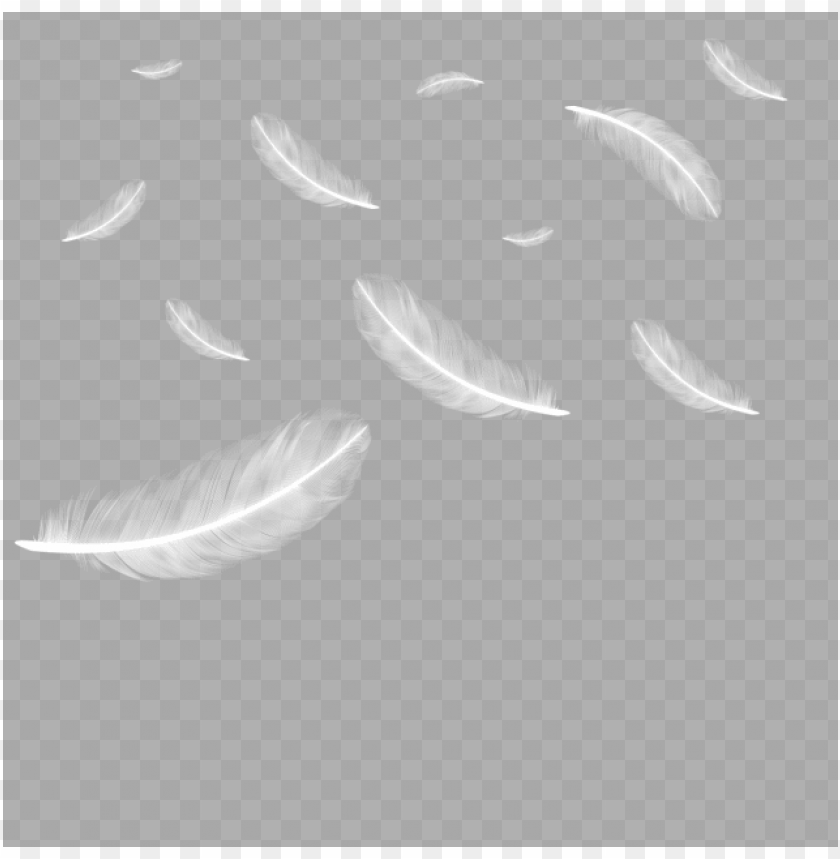 Free download | HD PNG floating falling feather feather feathers ...