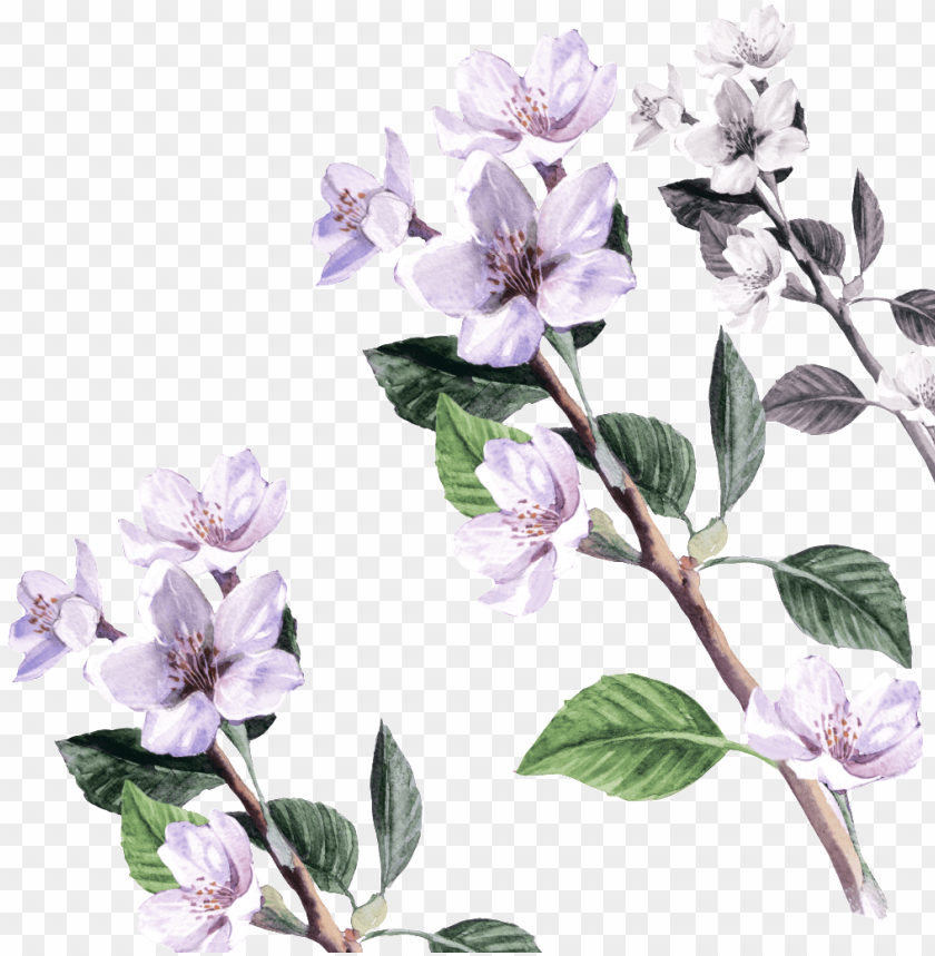 Free download | HD PNG flower cartoon transparent about flowersfloral ...