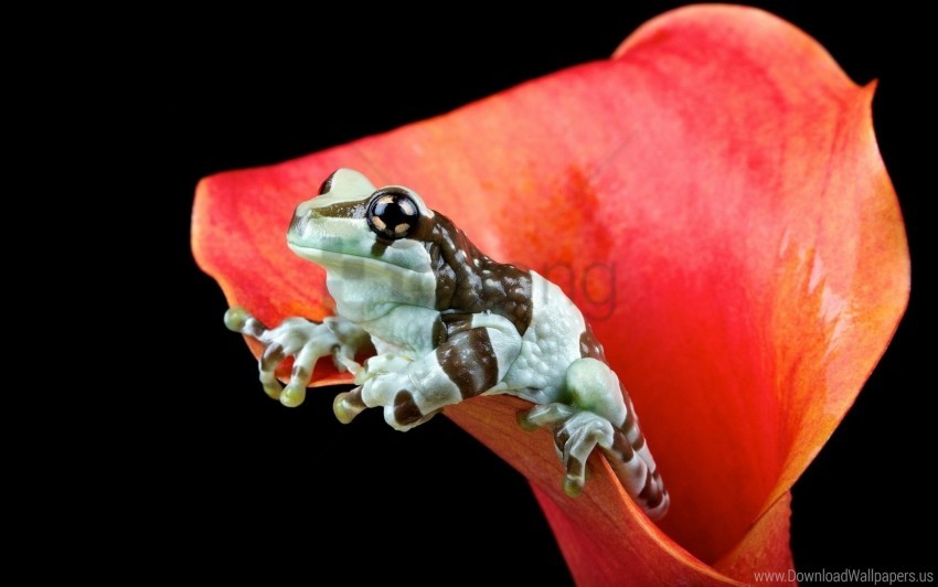 Free download | HD PNG flower frog nature wallpaper background best ...
