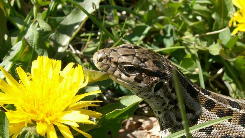Free download | HD PNG flower grass head lizard wallpaper background ...