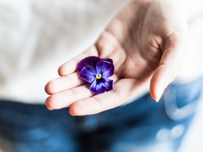 Free download | HD PNG flower hand palm purple fingers 4k wallpaper ...