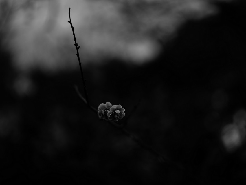Free download | HD PNG flower macro bw branch bloom spring dark 4k ...