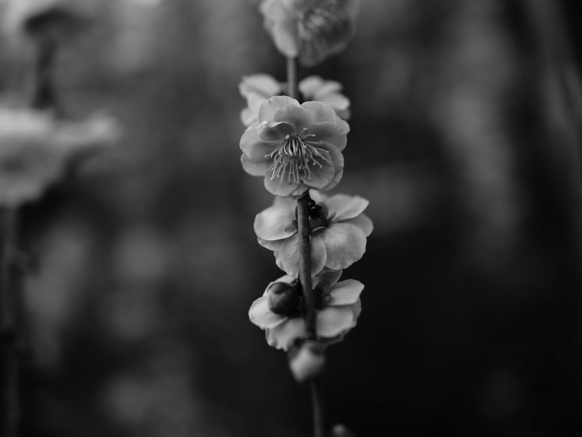 Free download | HD PNG flower macro bw flowering branch spring 4k ...