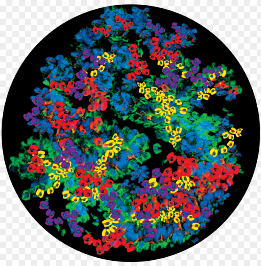 Free download | HD PNG flower patch apollo design 2471 flower patch ...