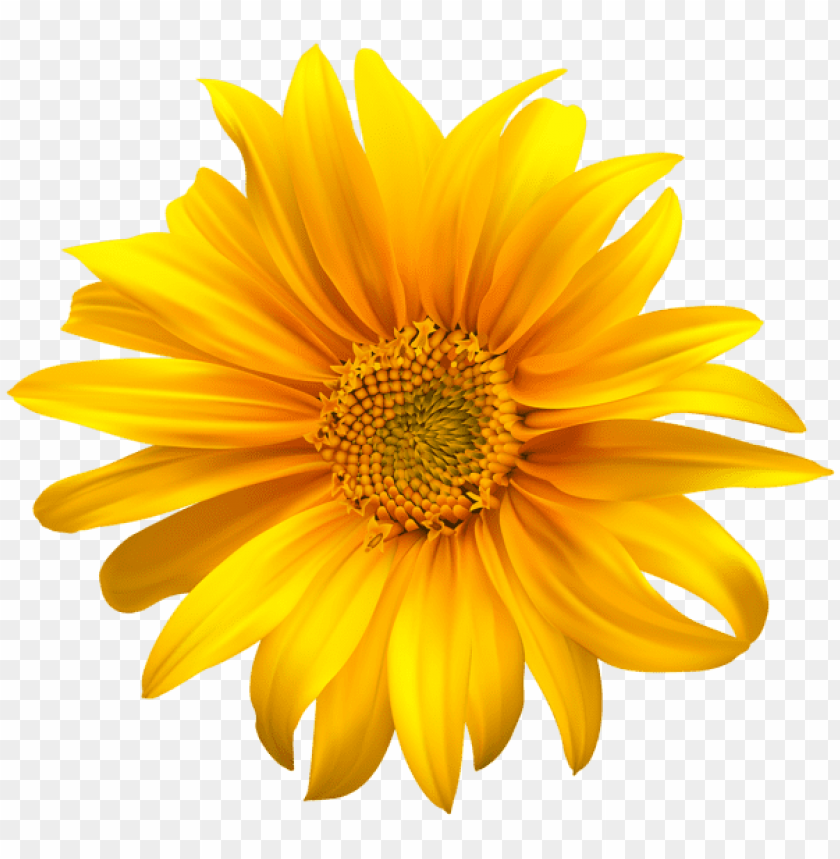 Free download | HD PNG PNG image of flower yellow transparent with a ...