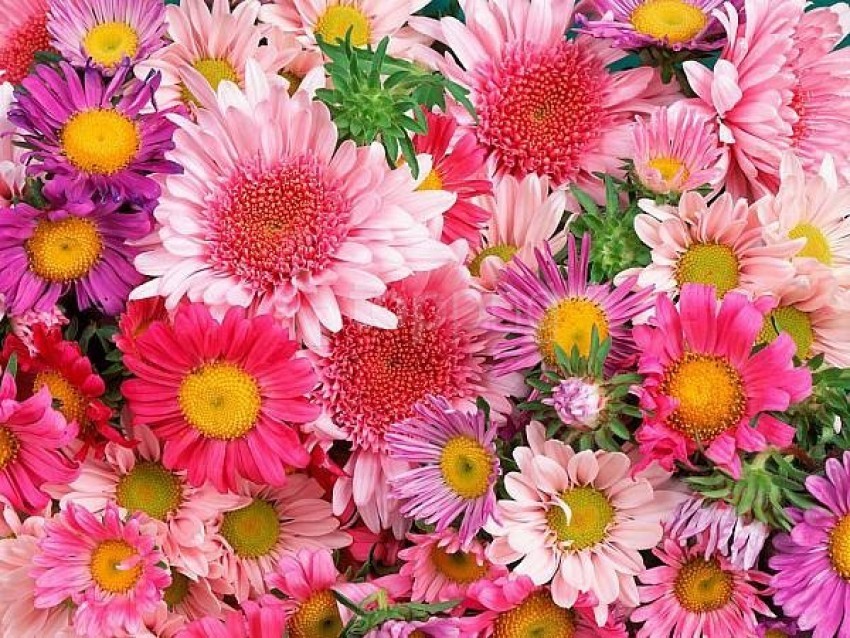 Free download | HD PNG flowers background best stock photos - Image ID ...