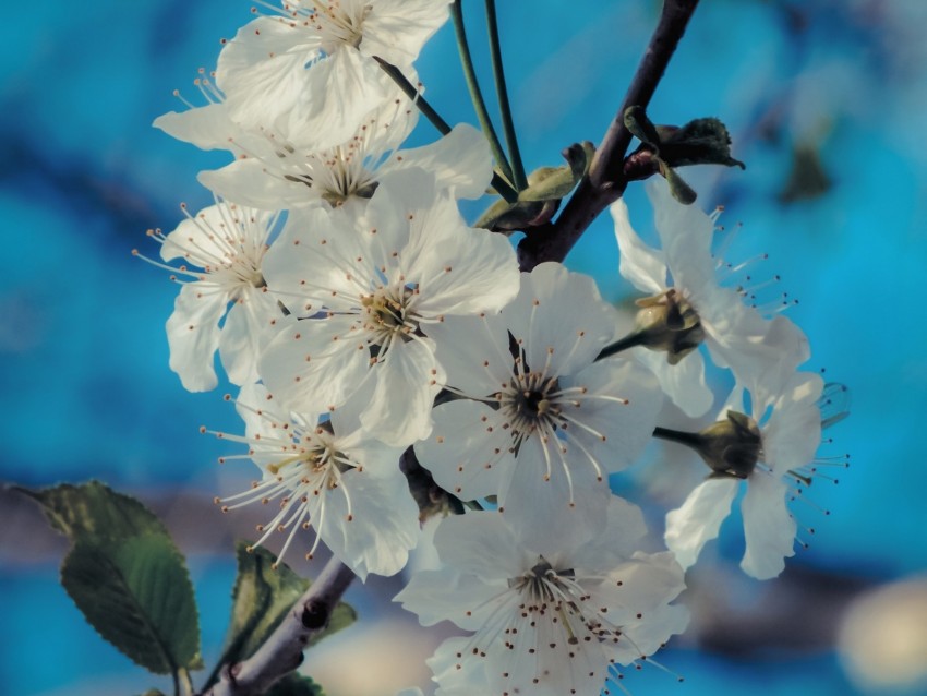 Free download | HD PNG flowers bloom spring branch petals 4k wallpaper ...