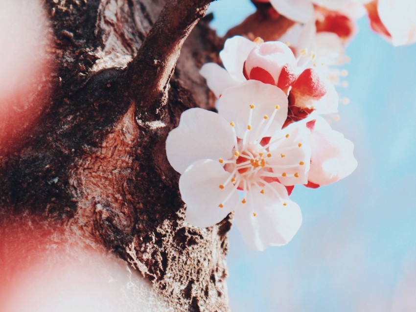 Free download | HD PNG flowers cherry tree blossom spring 4k wallpaper ...