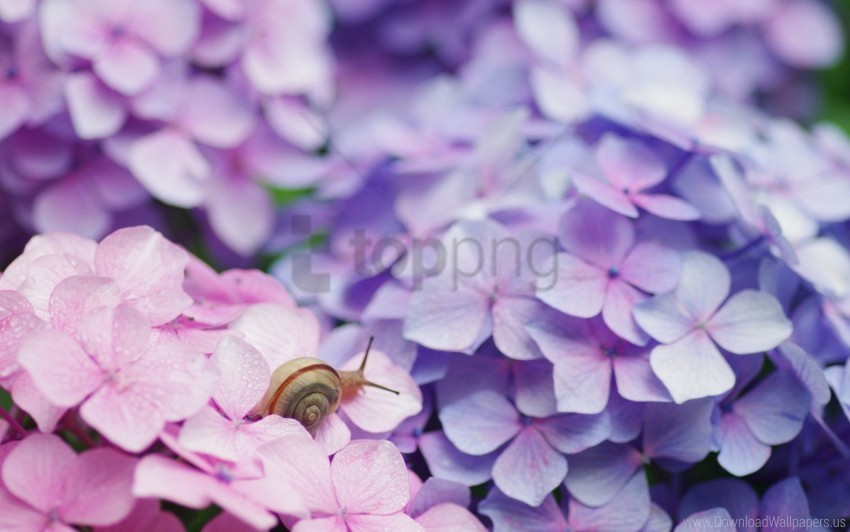 Free download | HD PNG flowers shell snail wallpaper background best ...