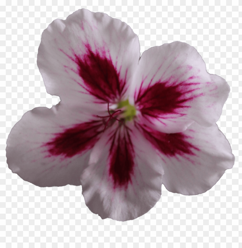 Free download | HD PNG flowers transparent background PNG transparent ...