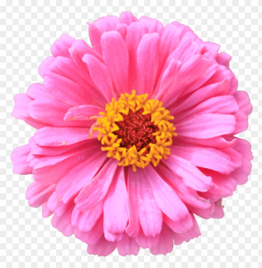 Free download | HD PNG flowers transparent background PNG transparent ...