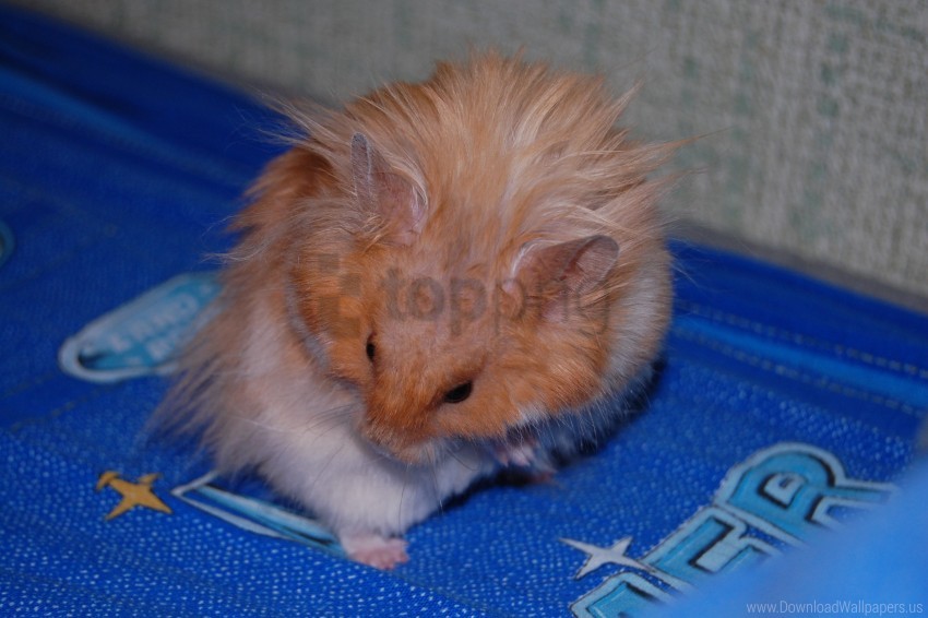 Free download | HD PNG fluffy hamster rug wallpaper background best ...