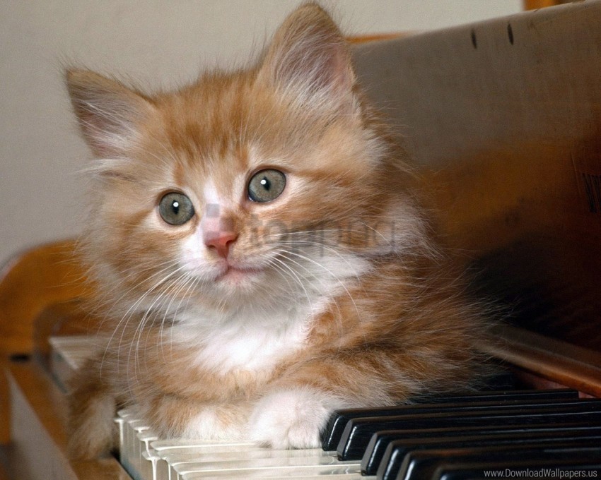 Free download | HD PNG fluffy keys kitty lie muzzle wallpaper ...