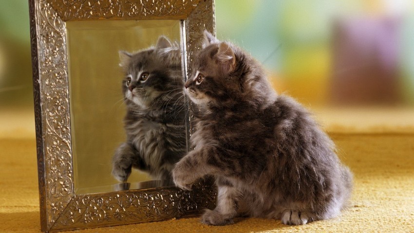 Free download | HD PNG fluffy kitten mirror reflection wallpaper ...