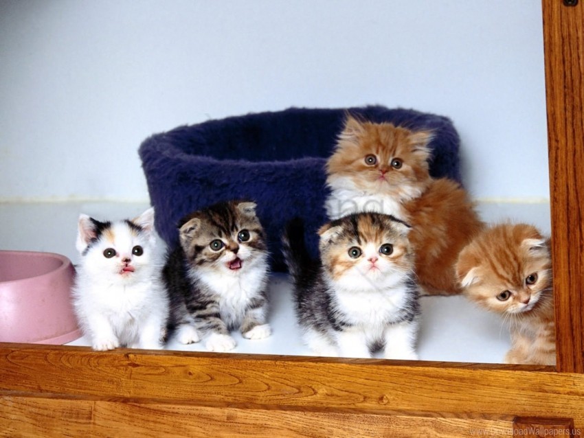 Free download | HD PNG fluffy kittens many screaming wallpaper ...