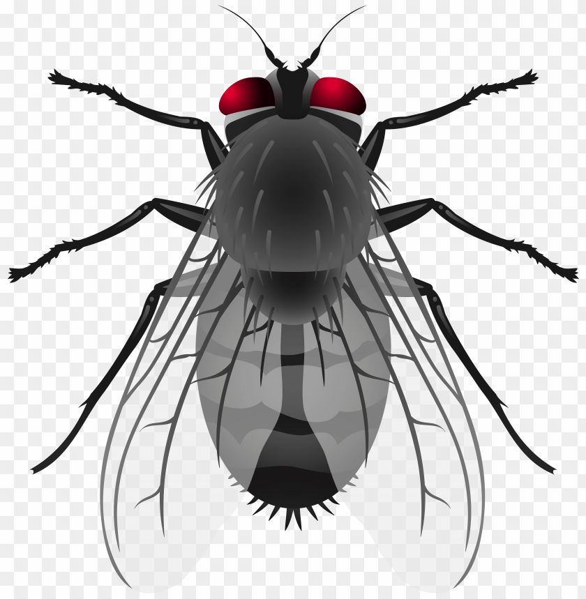 Free download | HD PNG house fly png clipart png photo - 31560 | TOPpng
