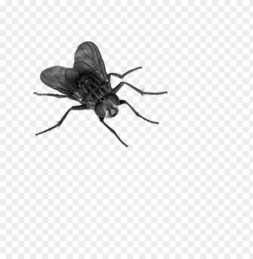 Free download | HD PNG fly | TOPpng