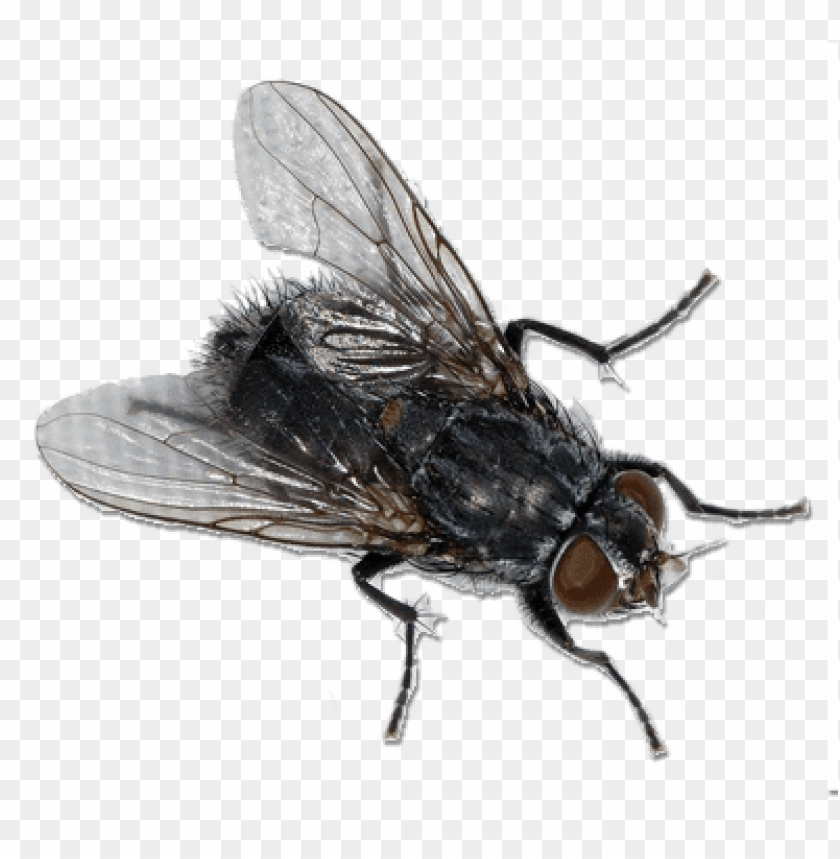 Free download | HD PNG fly top view | TOPpng