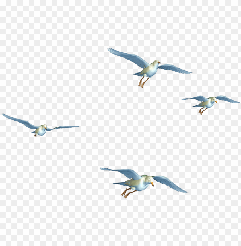 Free download | HD PNG flying bird png transpa images pluspng birds ...