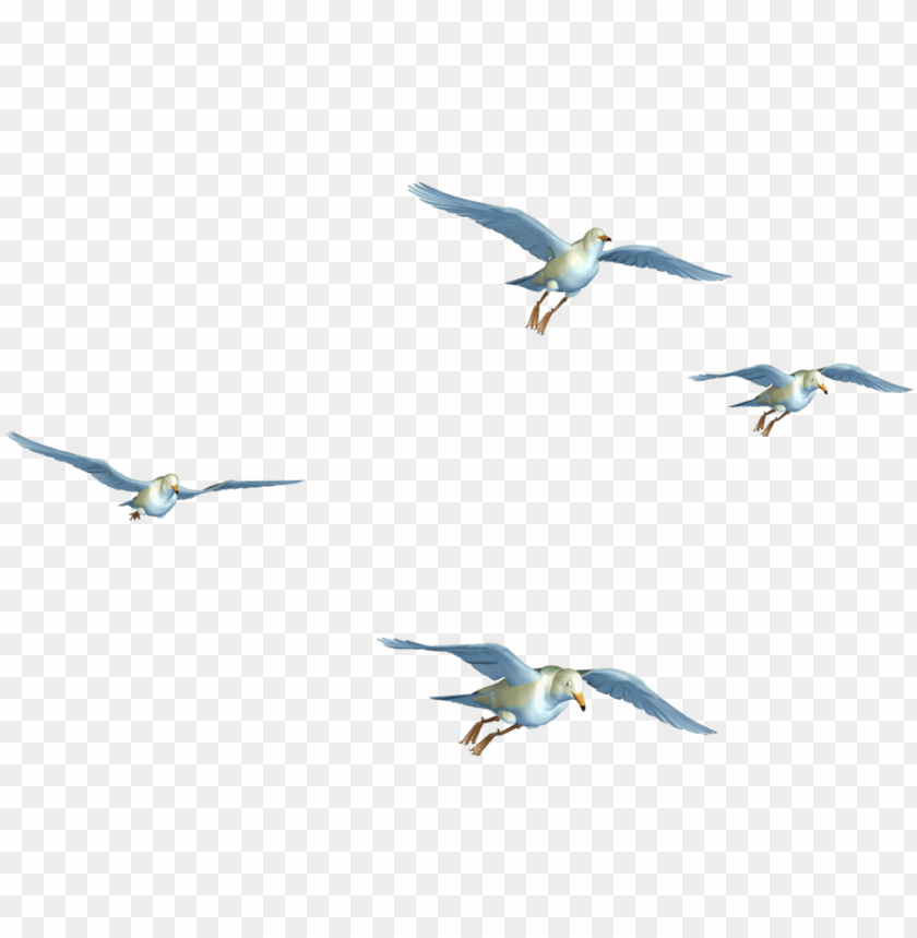 Free download | HD PNG seagulls flying above PNG transparent with Clear ...