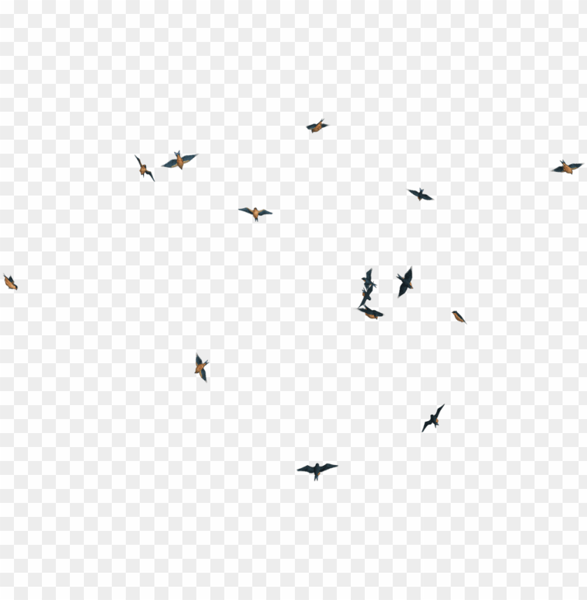Free download | HD PNG flying birds transpareng PNG transparent with ...