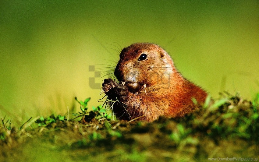 Free download | HD PNG food grass jerboa marmot sit wallpaper ...