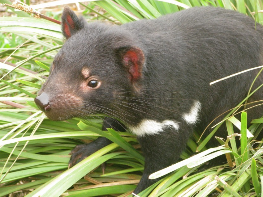 Free download | HD PNG food grass tasmanian devil walk wallpaper ...