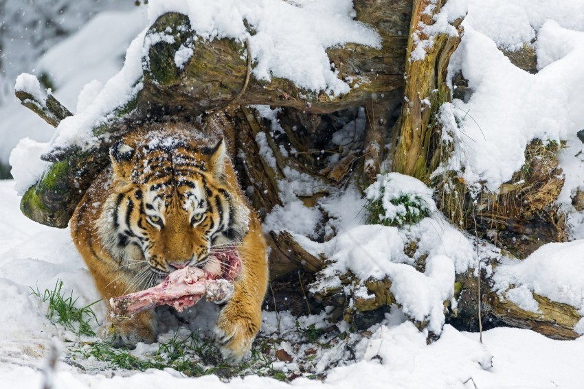 Free download | HD PNG food meat mining snow tiger wallpaper background ...