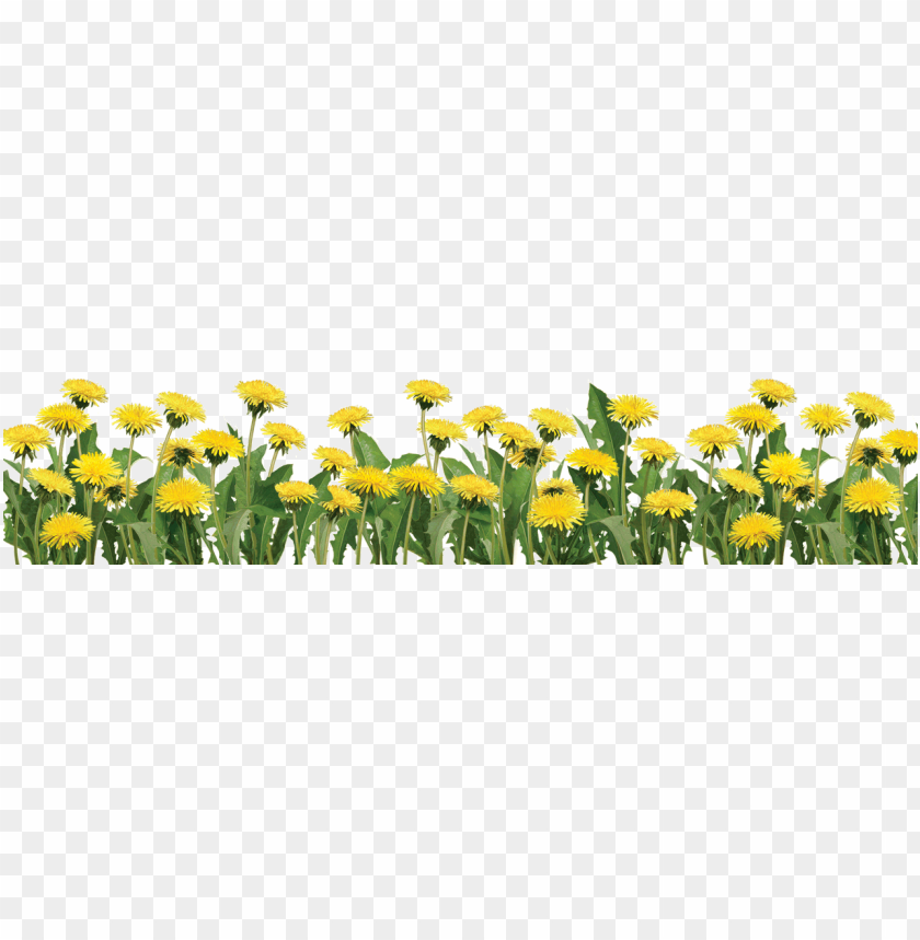 Free download | HD PNG footer image slide real plant flower PNG ...