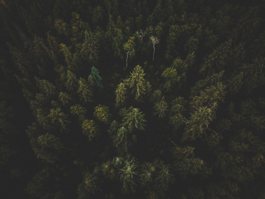 Free download | HD PNG forest aerial view trees tops dark 4k wallpaper ...
