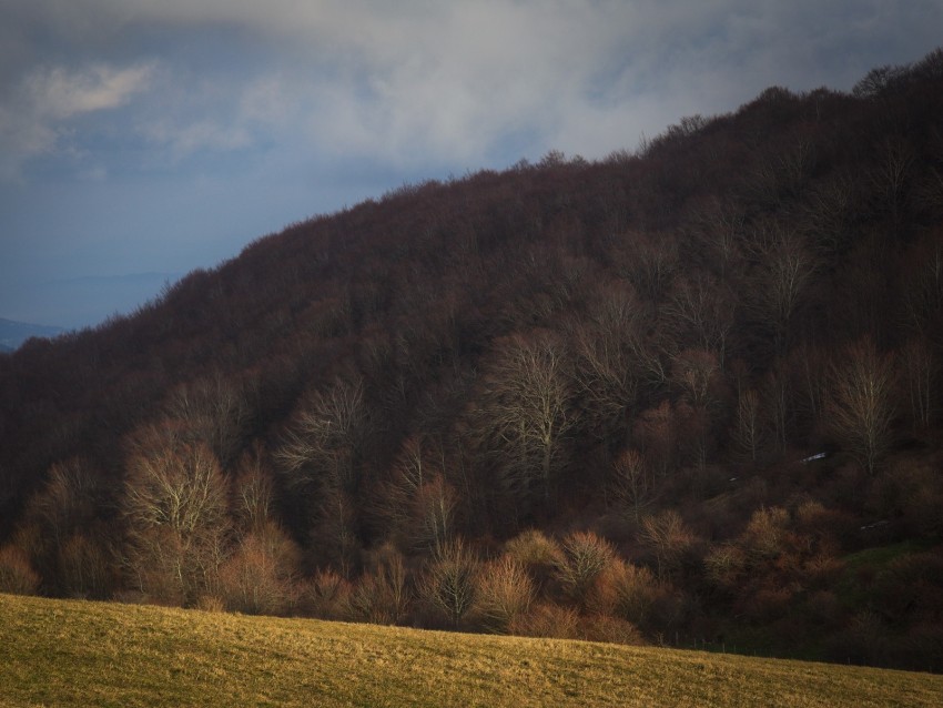 Free download | HD PNG forest autumn hill slope 4k wallpaper | TOPpng