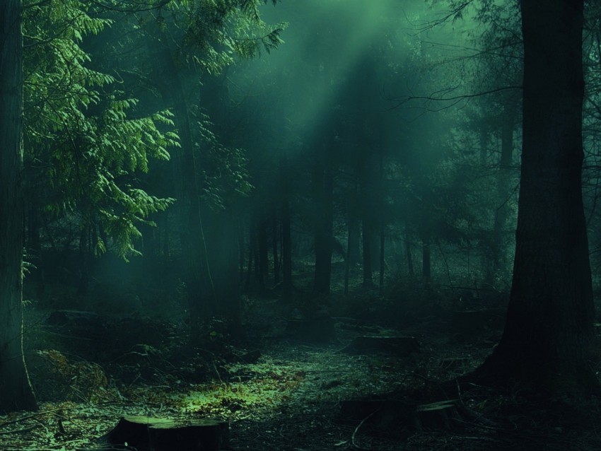 Free download | HD PNG forest fog trees shadows light 4k wallpaper | TOPpng
