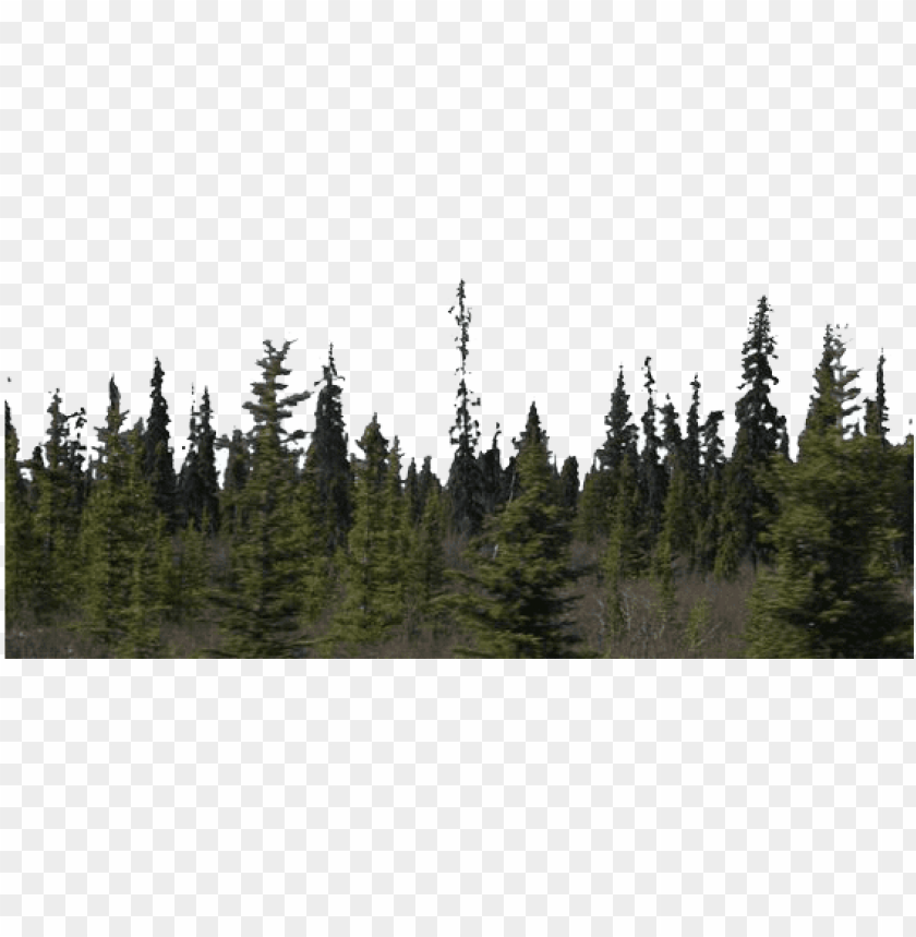 Free download | HD PNG forest forest PNG transparent with Clear ...