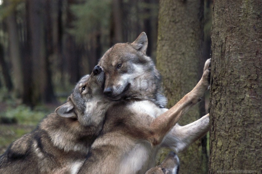 Free download | HD PNG forest game wolves wallpaper background best ...