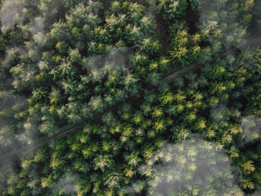 Free download | HD PNG forest trees aerial view tops trail clouds 4k ...