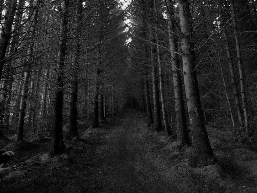 Free download | HD PNG forest trees bw path autumn gloomy 4k wallpaper ...