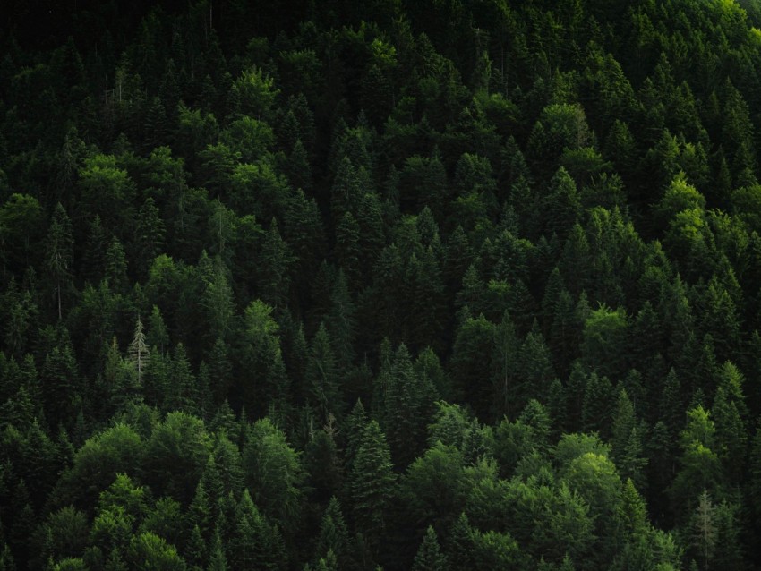 Free download | HD PNG forest trees coniferous green treetops 4k ...