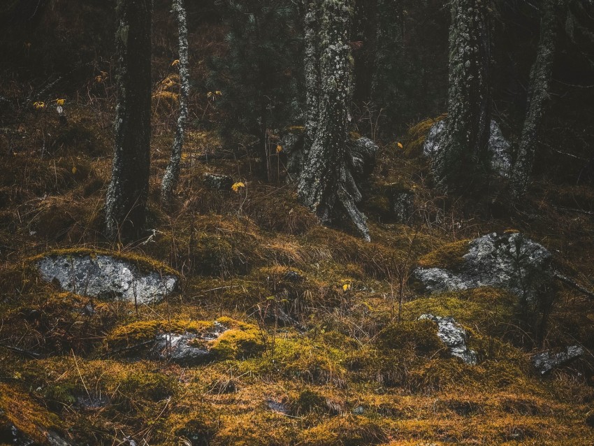 Free download | HD PNG forest trees stones moss 4k wallpaper | TOPpng