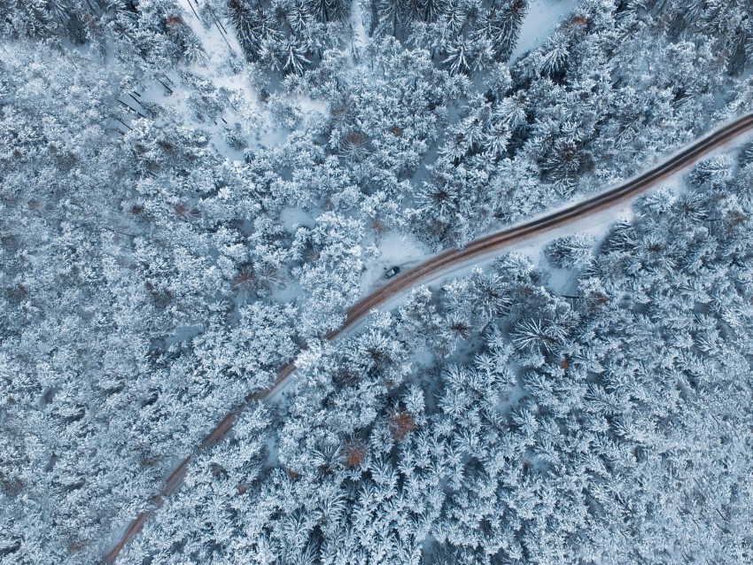 Free download | HD PNG forest winter aerial view snow snowy trees 4k ...