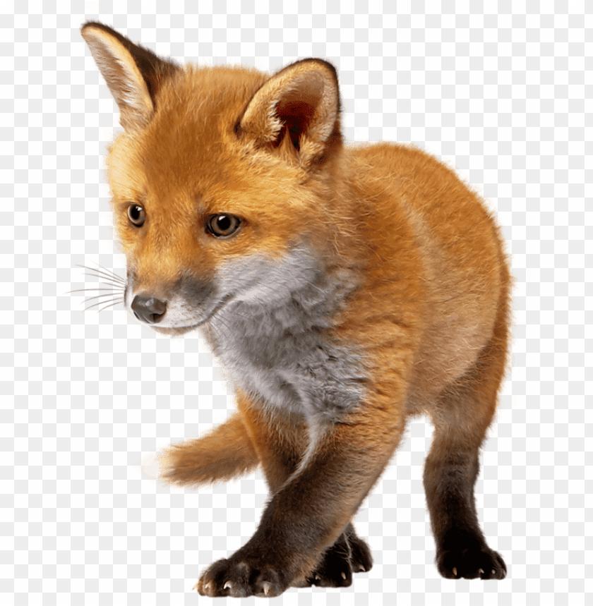 Walking Fox cutout PNG & clipart images | TOPpng