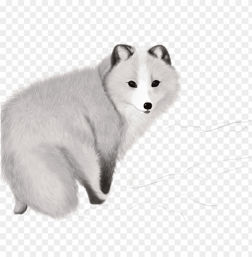 Free download | HD PNG gray arctic fox png | TOPpng